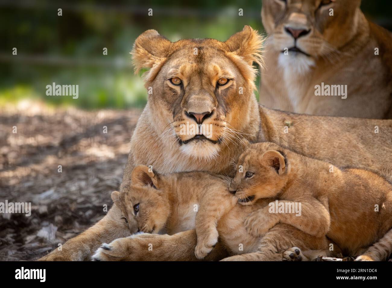 The young cubs cant wait to bother their sister KENT, ENGLAND ADORABLE ...
