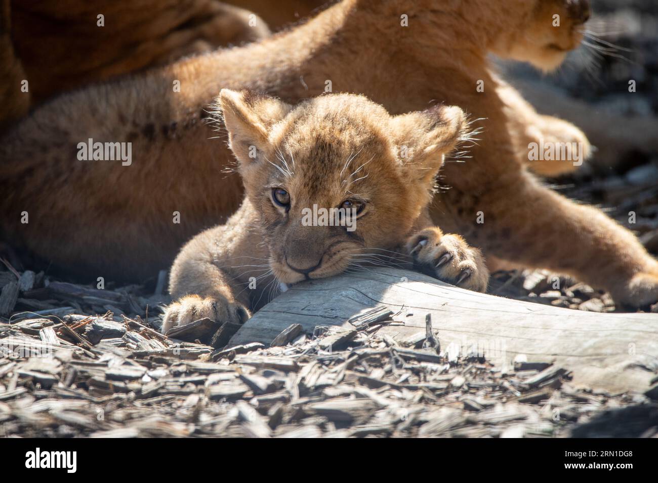A cub is teething KENT, ENGLAND ADORABLE IMAGES show a lioness ...