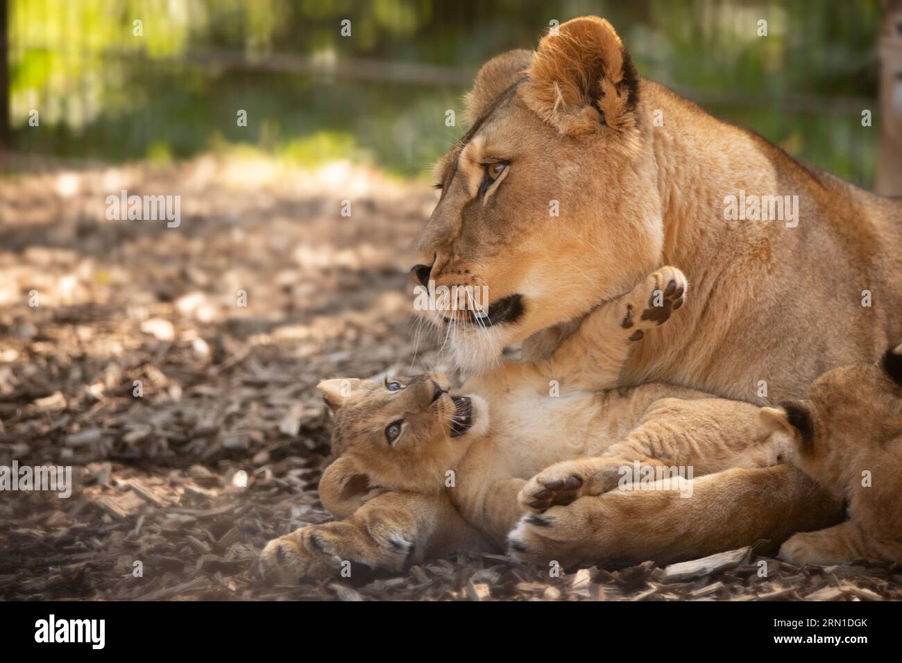 The cub wants to be cradled like a baby KENT, ENGLAND ADORABLE IMAGES ...