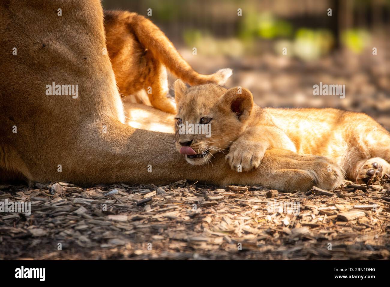 The cub takes a quick rest before more playing KENT, ENGLAND ADORABLE ...