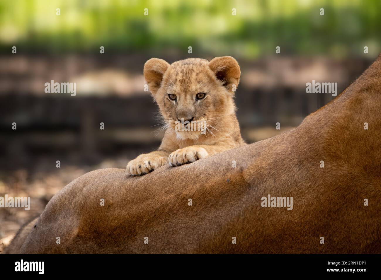 One cub sits majestic on mums back KENT, ENGLAND ADORABLE IMAGES show a ...