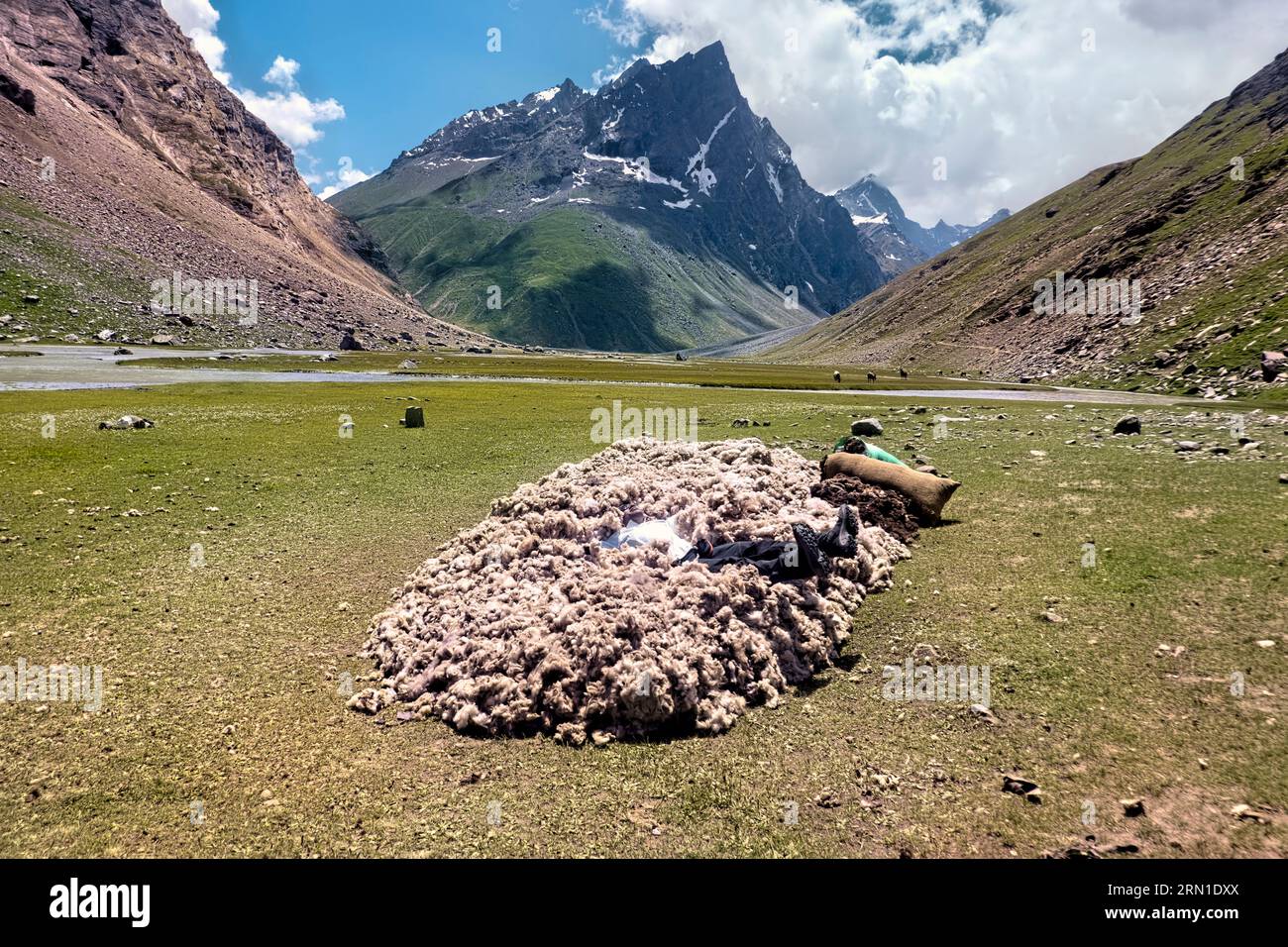 Fresh pile of sheep wool, Warwan Valley, Kashmir, India Stock Photo - Alamy