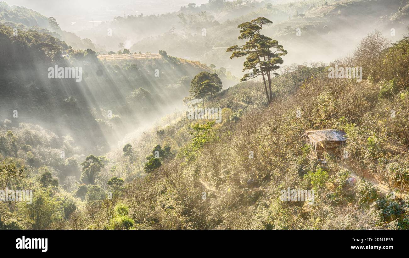 A sunny morning shines through the tops through a thin layer of mist ...