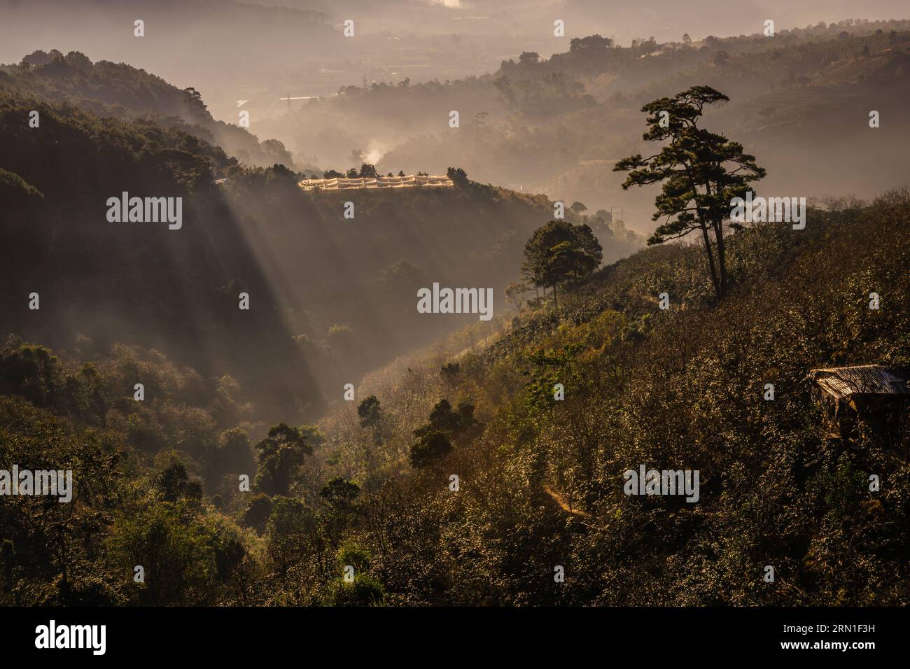 A sunny morning shines through the tops through a thin layer of mist ...