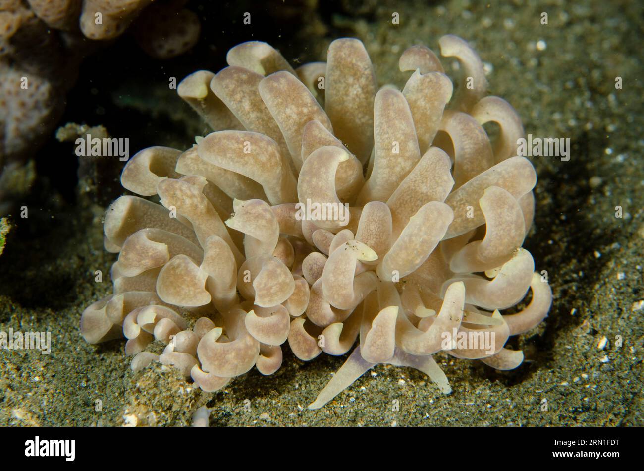 Cryptic Phyllodesmium Nudibranch, Phyllodesmium crypticum, Laha dive ...