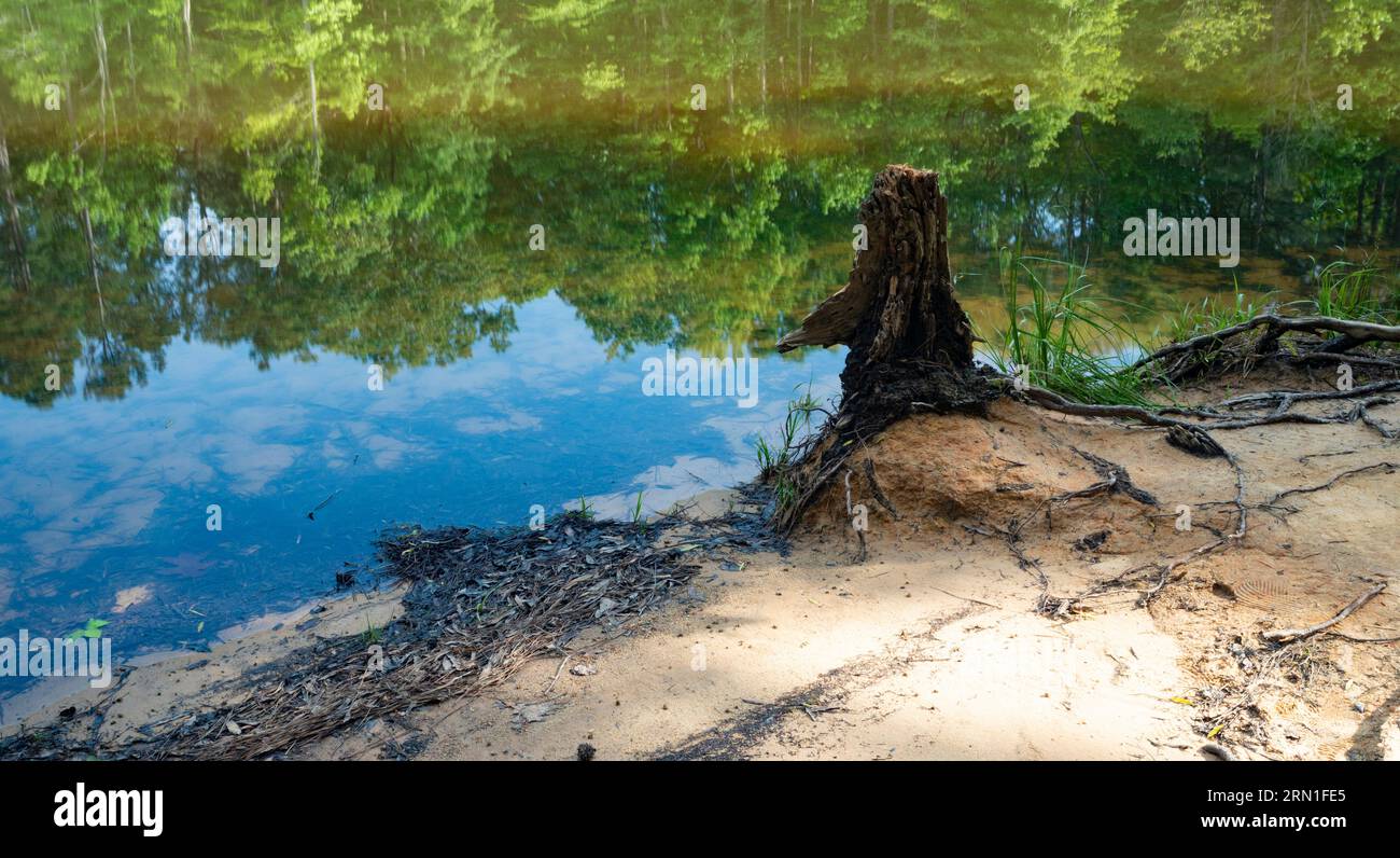 Sandy shore with an old tree stump and thick forest reflecting on the ...