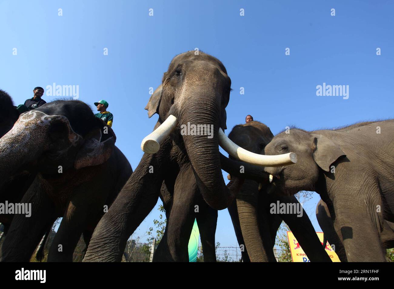 Elefantenpicknick hi-res stock photography and images - Alamy