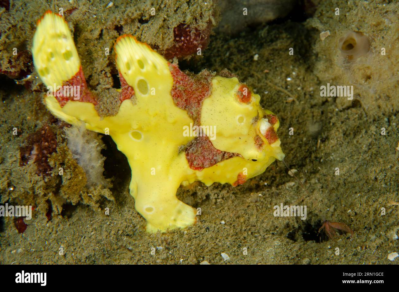 Warty Frogfish, Antennarius maculatus, waving lure around hole to ...