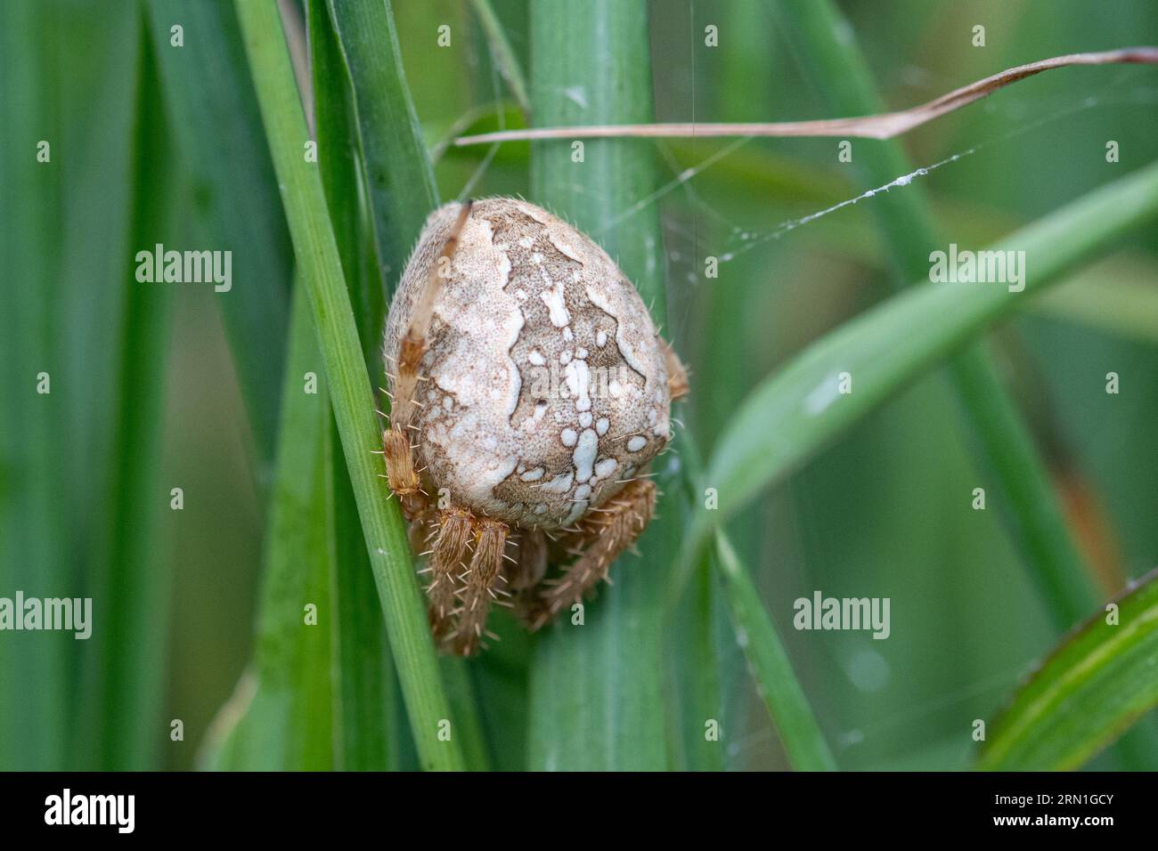 Araneus diadematus, also known as the European garden spider, cross ...