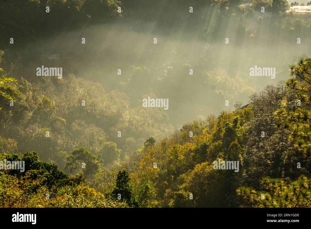 A sunny morning shines through the tops through a thin layer of mist ...