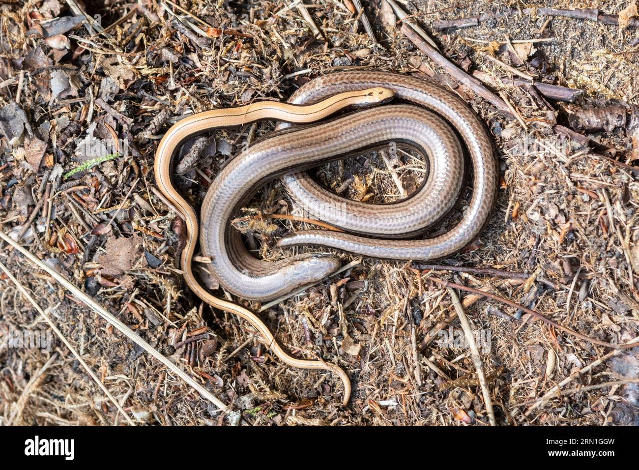 Slow worms (Anguis fragilis), an adult female slow worm with a young juvenile animal, Surrey ...