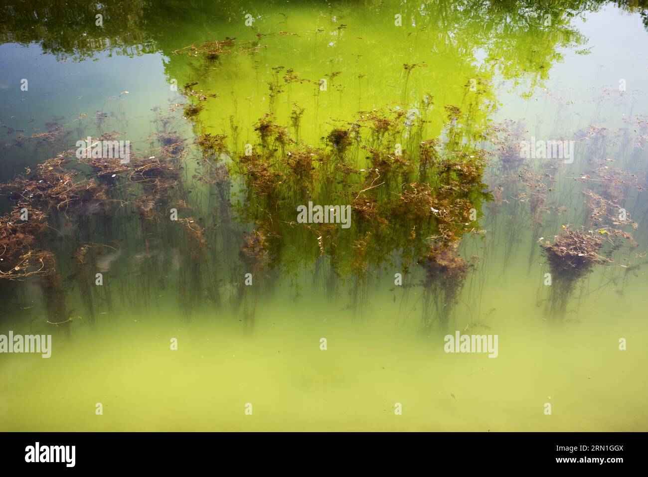 Textured Beautiful view of pond in city park. Muddy green water, plants ...
