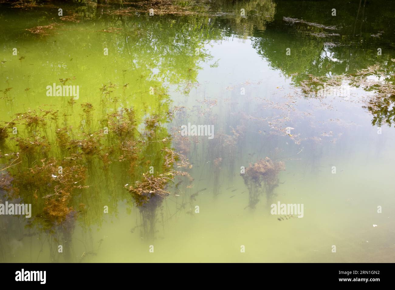 Textured Beautiful view of pond in city park. Muddy green water, plants ...