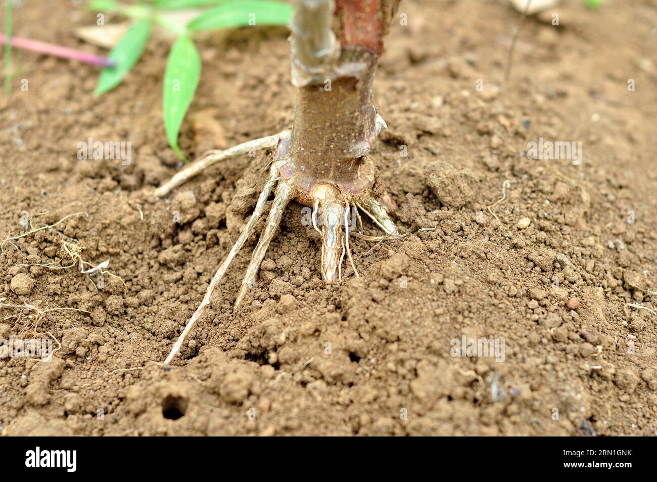 Cassava tree hi-res stock photography and images - Alamy