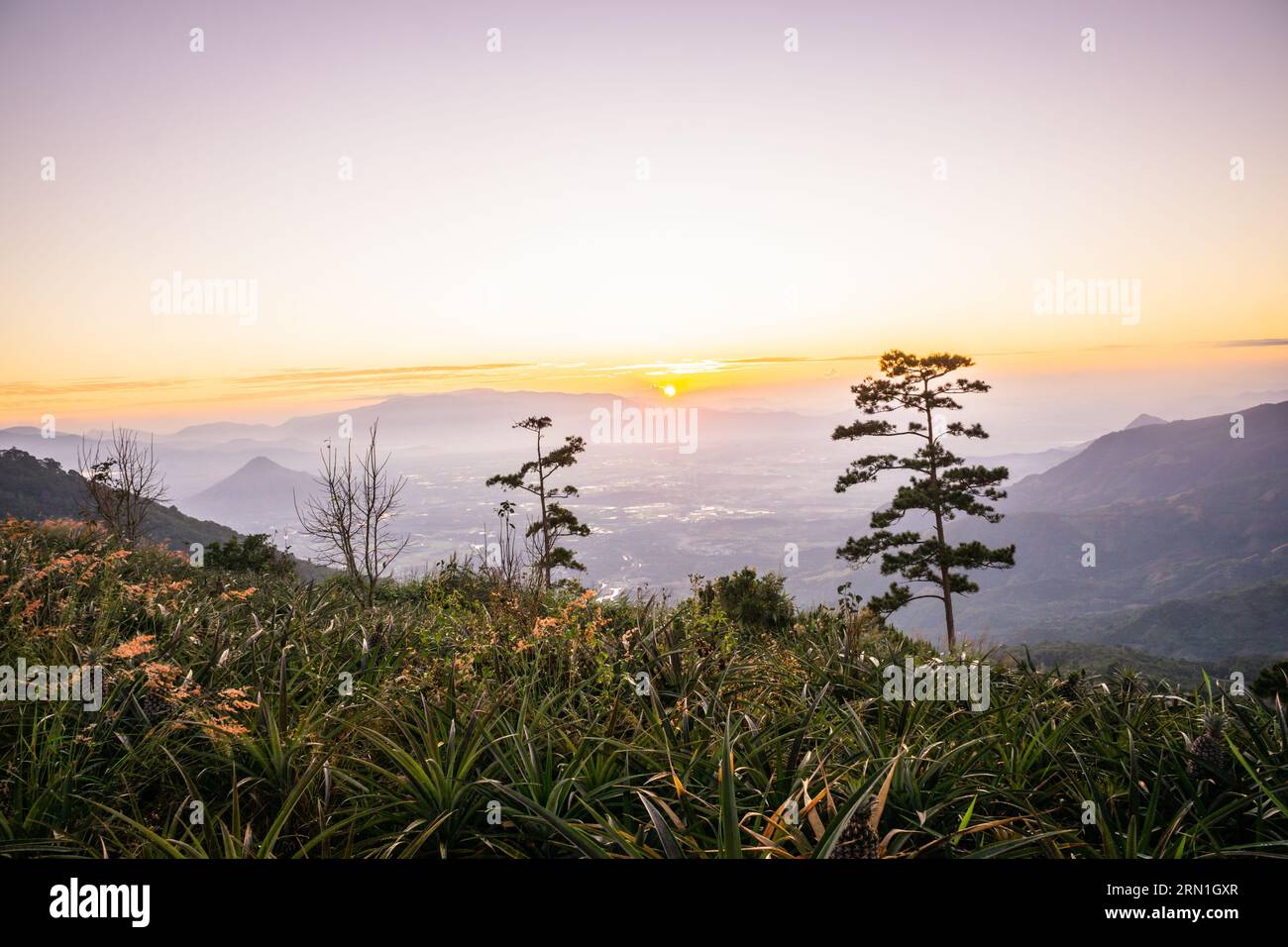 A sunny morning shines through the tops through a thin layer of mist ...