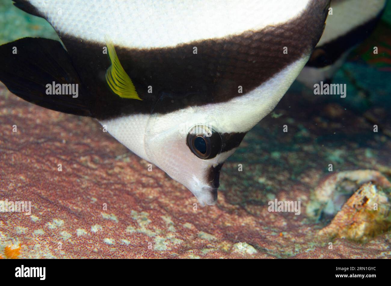 Longfin Bannerfish, Heniochus acuminatus, eating eggs of Indo-Pacific ...