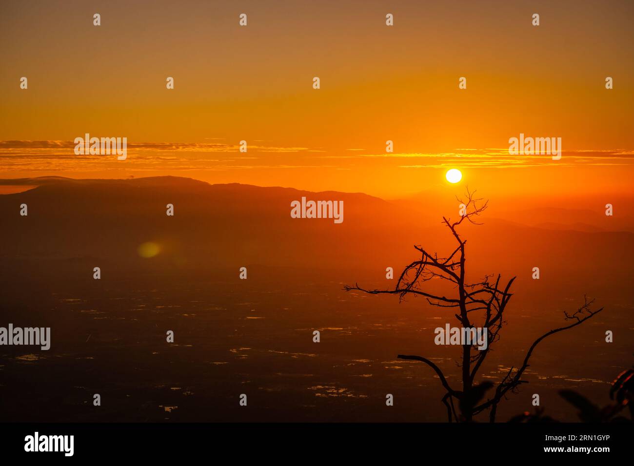A sunny morning shines through the tops through a thin layer of mist ...