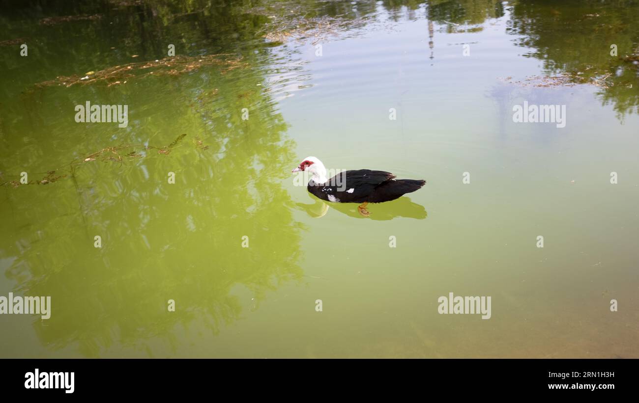 Beautiful view of the water, marsh plants and reflection of trees in ...