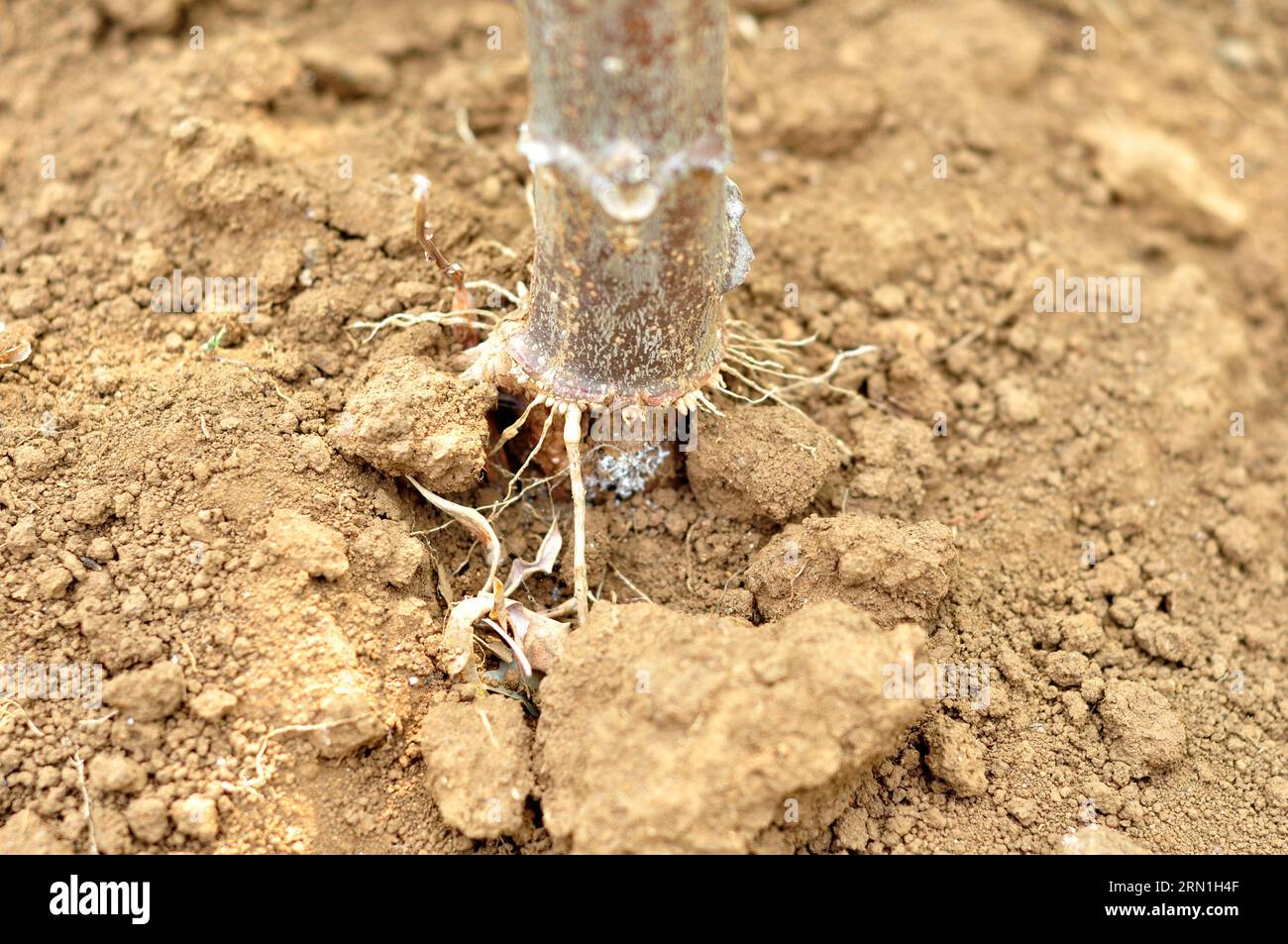 Cassava tree hi-res stock photography and images - Alamy