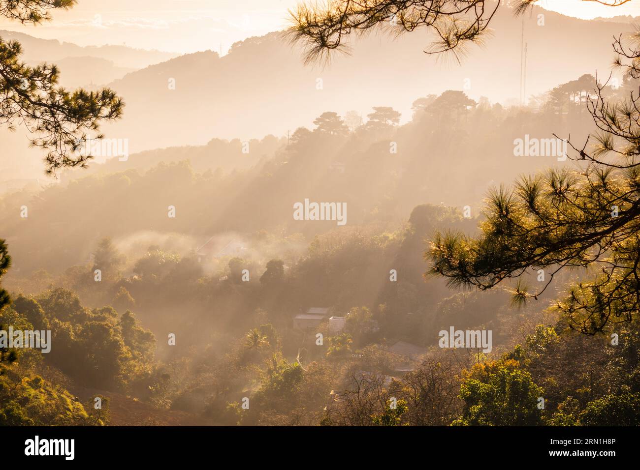 A sunny morning shines through the tops through a thin layer of mist ...