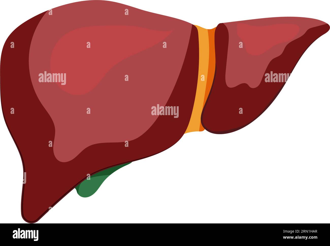 Human liver illustration Stock Vector Image & Art - Alamy