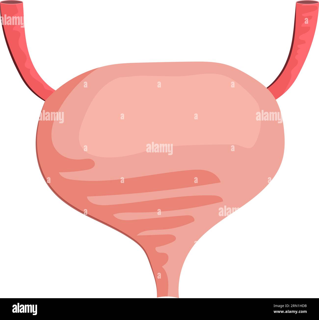 Urinary tract illustration Stock Vector Image & Art - Alamy