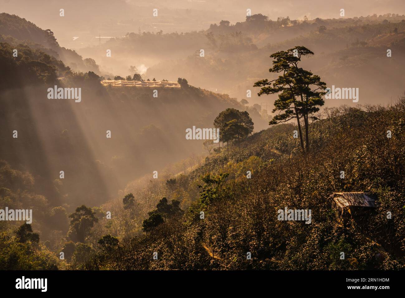 A sunny morning shines through the tops through a thin layer of mist ...