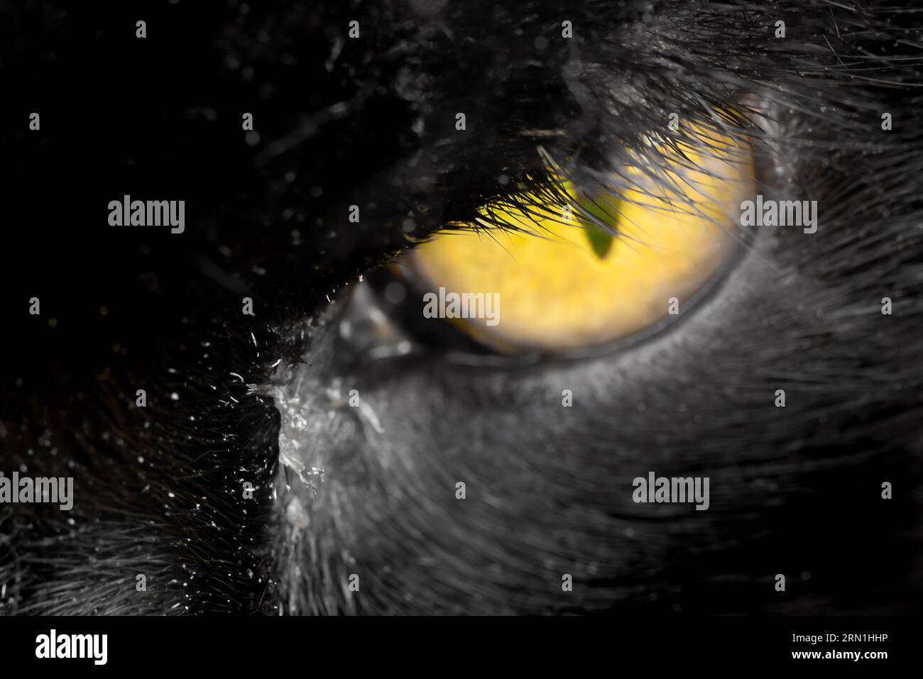 Beautiful black cat close up hi-res stock photography and images - Alamy