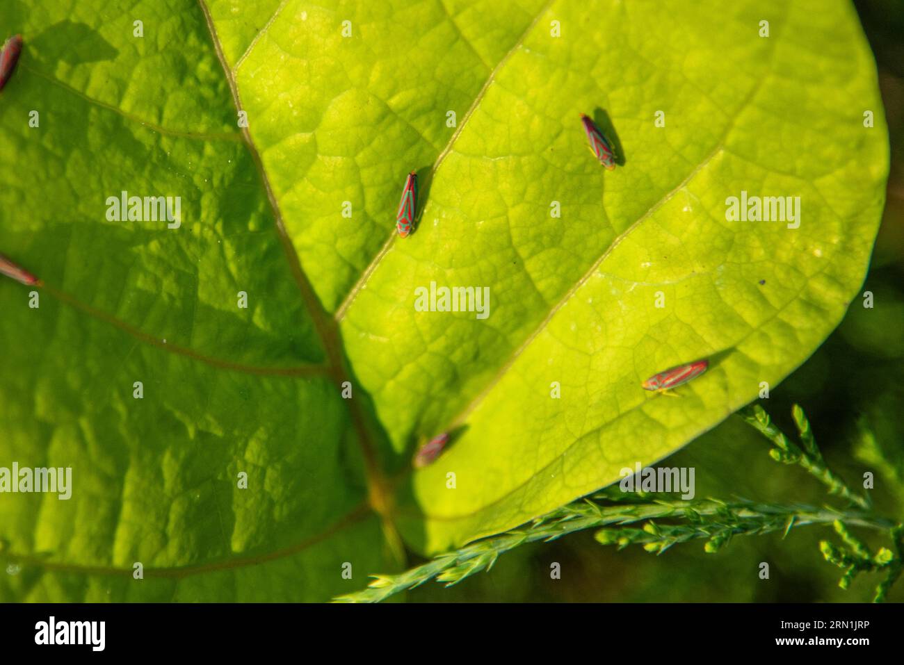 Rhododendron leafhoppers hi-res stock photography and images - Alamy