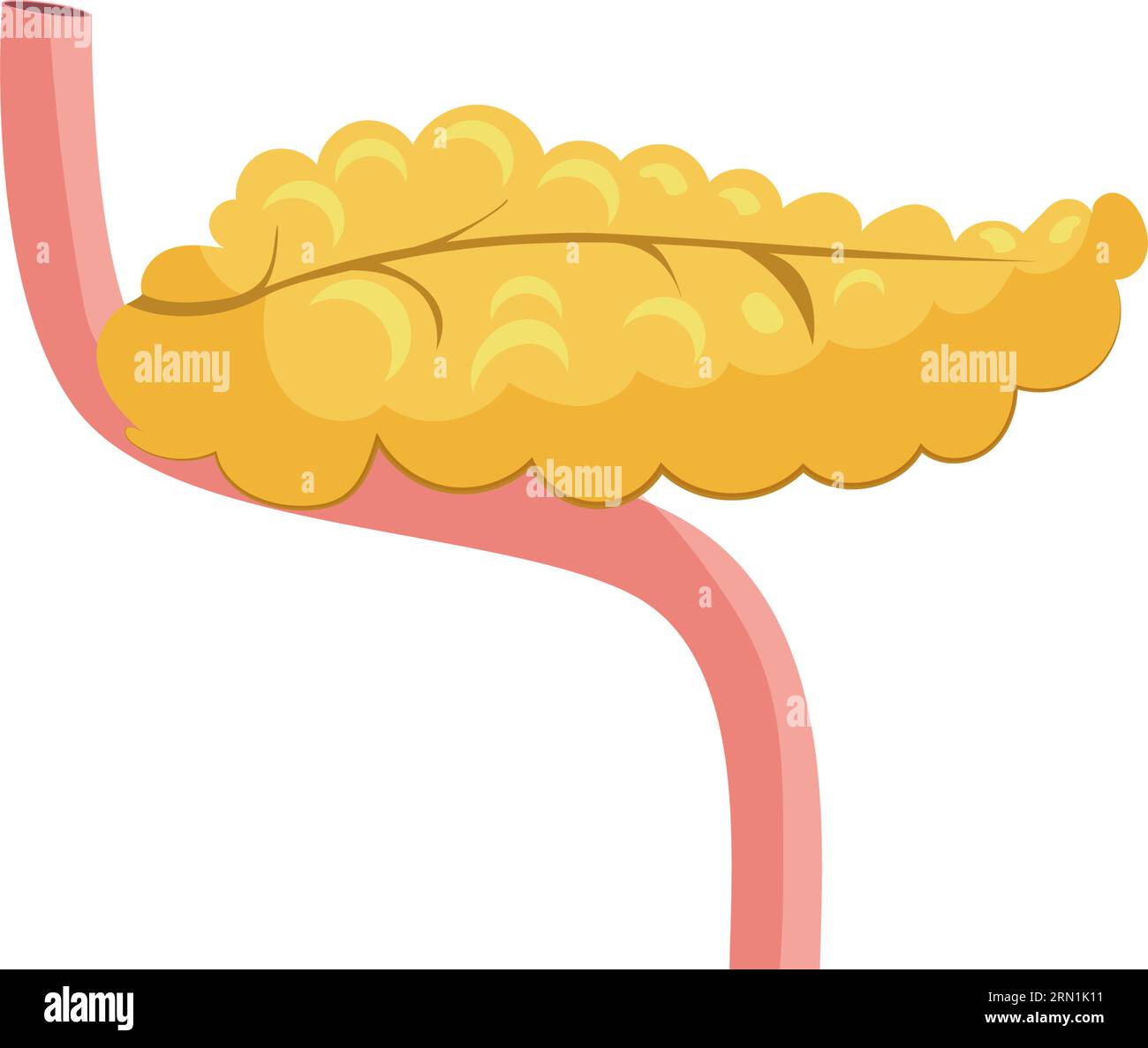 Digestion pancreas icon flat Cut Out Stock Images & Pictures - Alamy