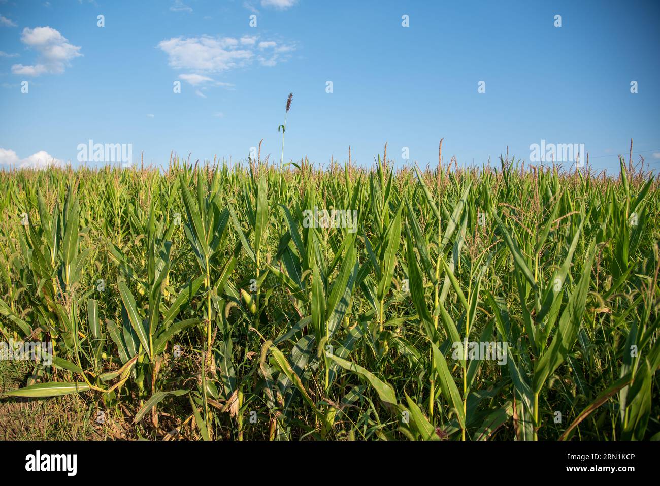 Corn stalks against blue sky hi-res stock photography and images - Alamy