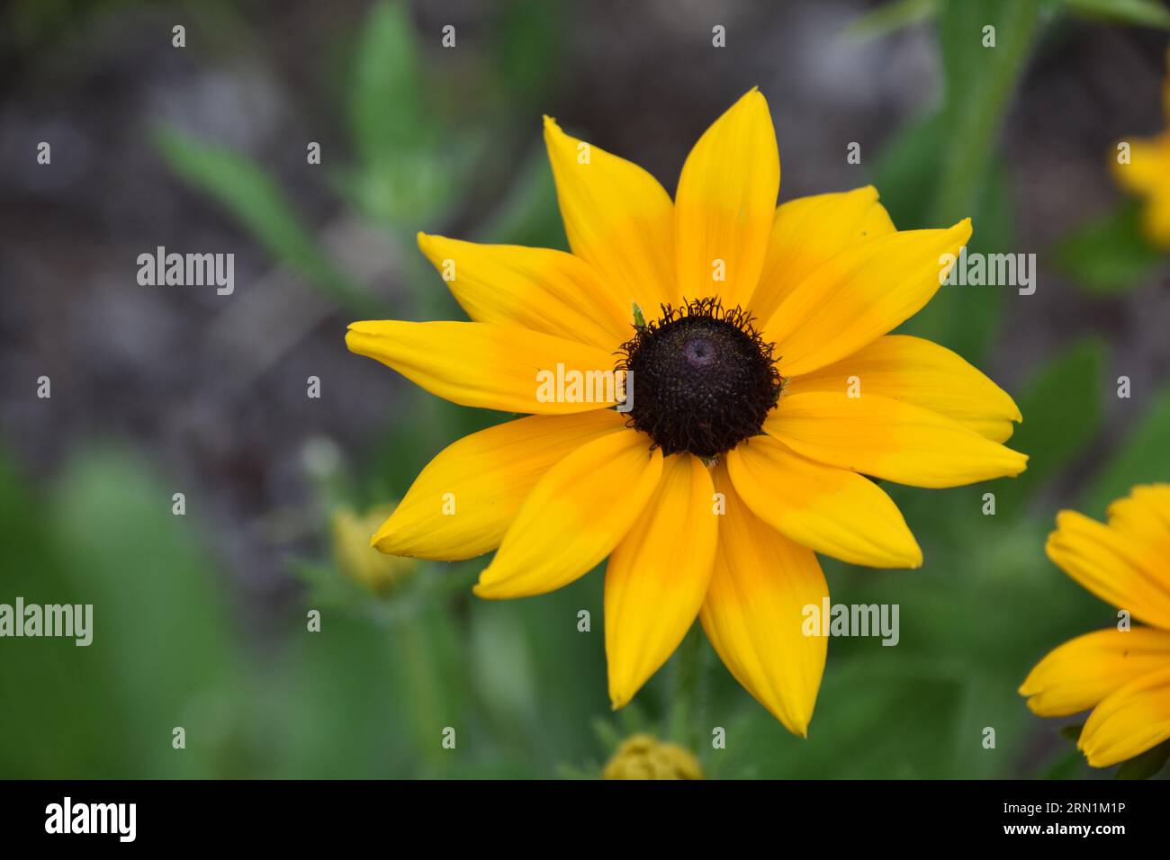 Gorgeous black eyed Susan flower blossom flowering in a garden Stock ...