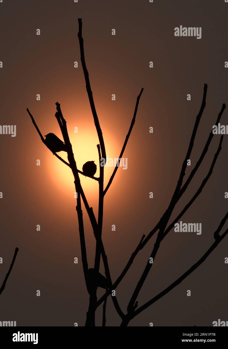 Silhouetted tiere hi-res stock photography and images - Alamy