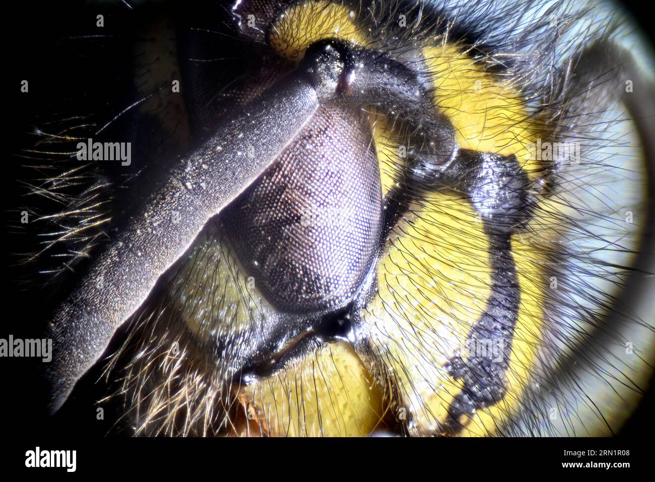 Microscope image of the head of a Common Wasp (Vespula vulgaris Stock ...