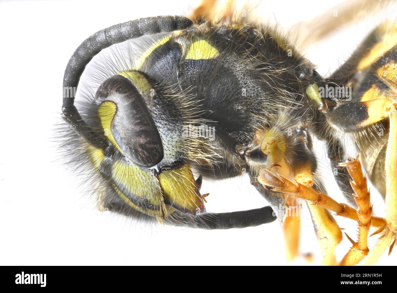 Microscope image of the head of a Common Wasp (Vespula vulgaris Stock ...