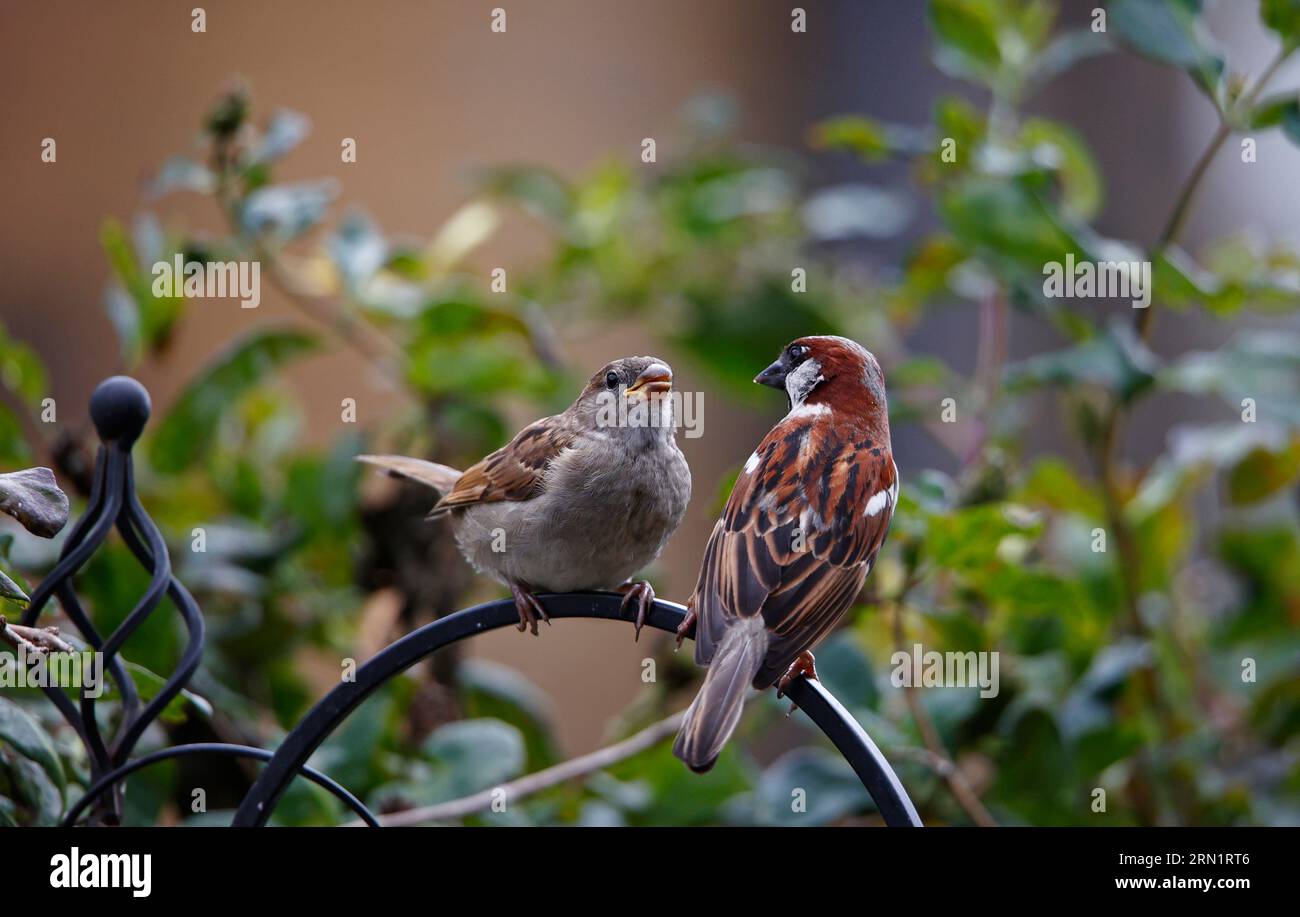 Sparrows uk park hi-res stock photography and images - Alamy