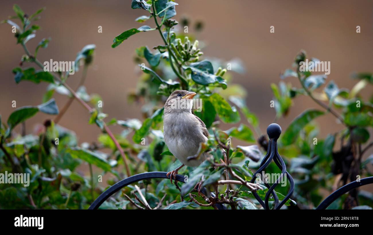 Sparrows uk park hi-res stock photography and images - Alamy