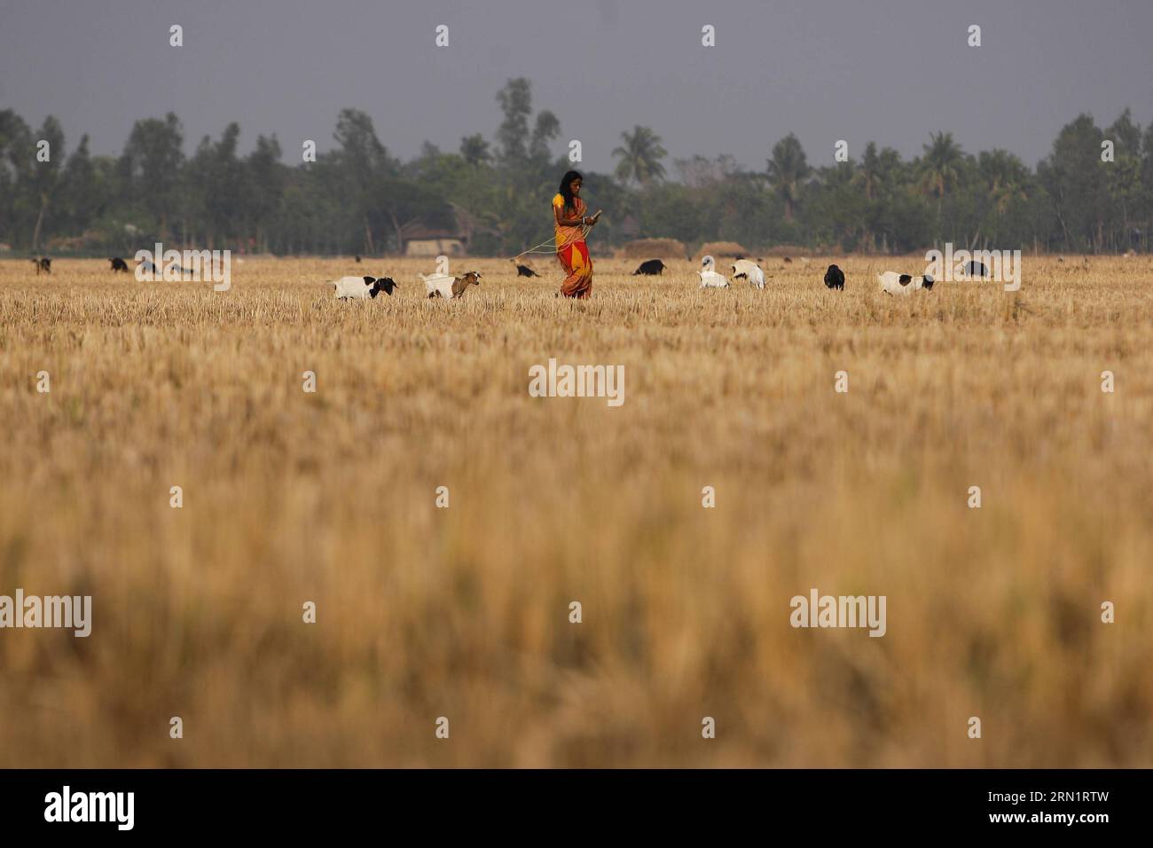 A local villager walks with goats in a paddy field at the Sunderbans ...