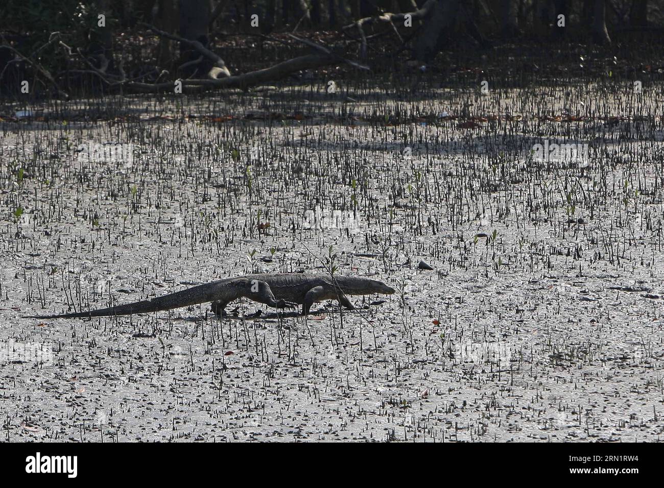Photo taken on Jan. 17, 2015 shows a giant lizard walks on the ...