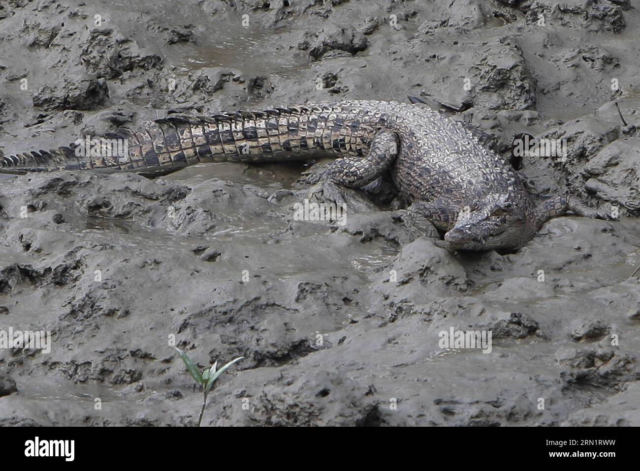Photo taken on Jan. 17, 2015, shows a crocodile rests on the riverside ...