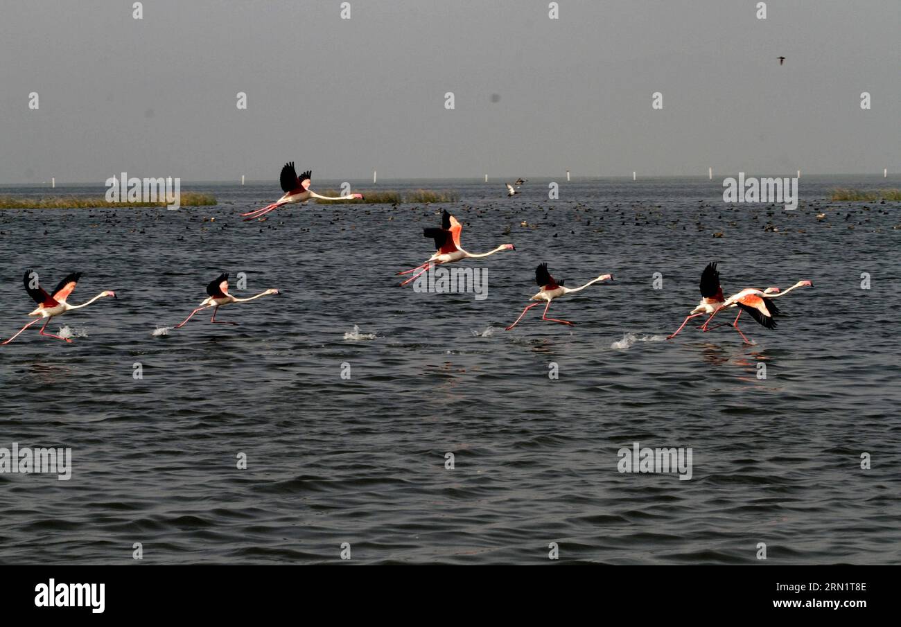 Orissa birds hi-res stock photography and images - Alamy