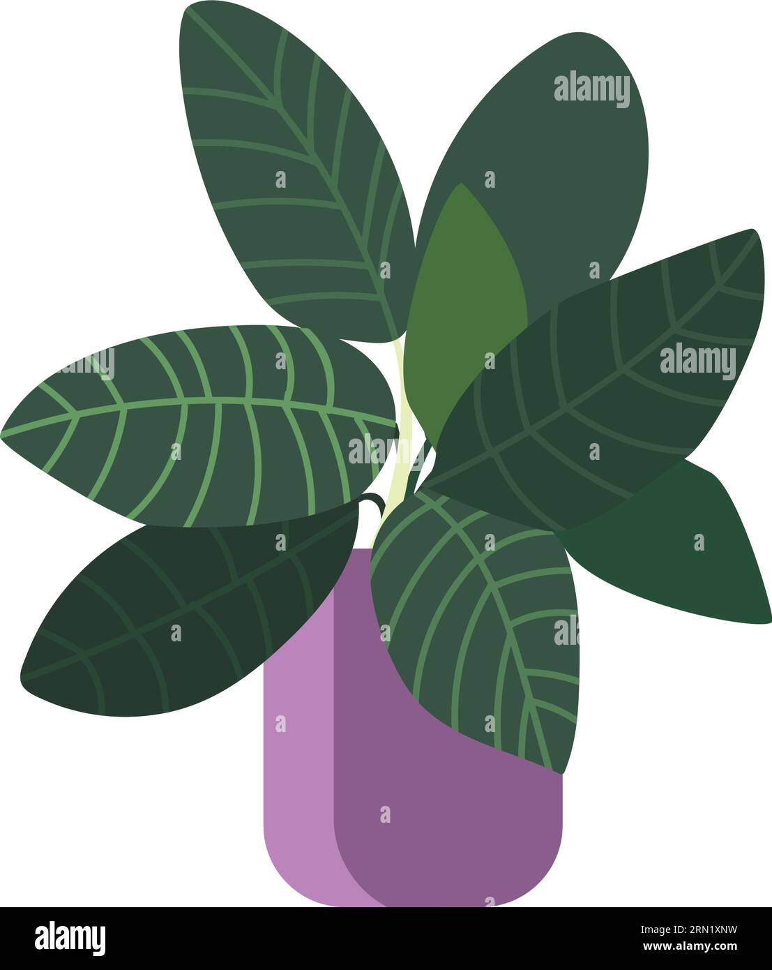 Plant with big leaves illustration Stock Vector Image & Art - Alamy