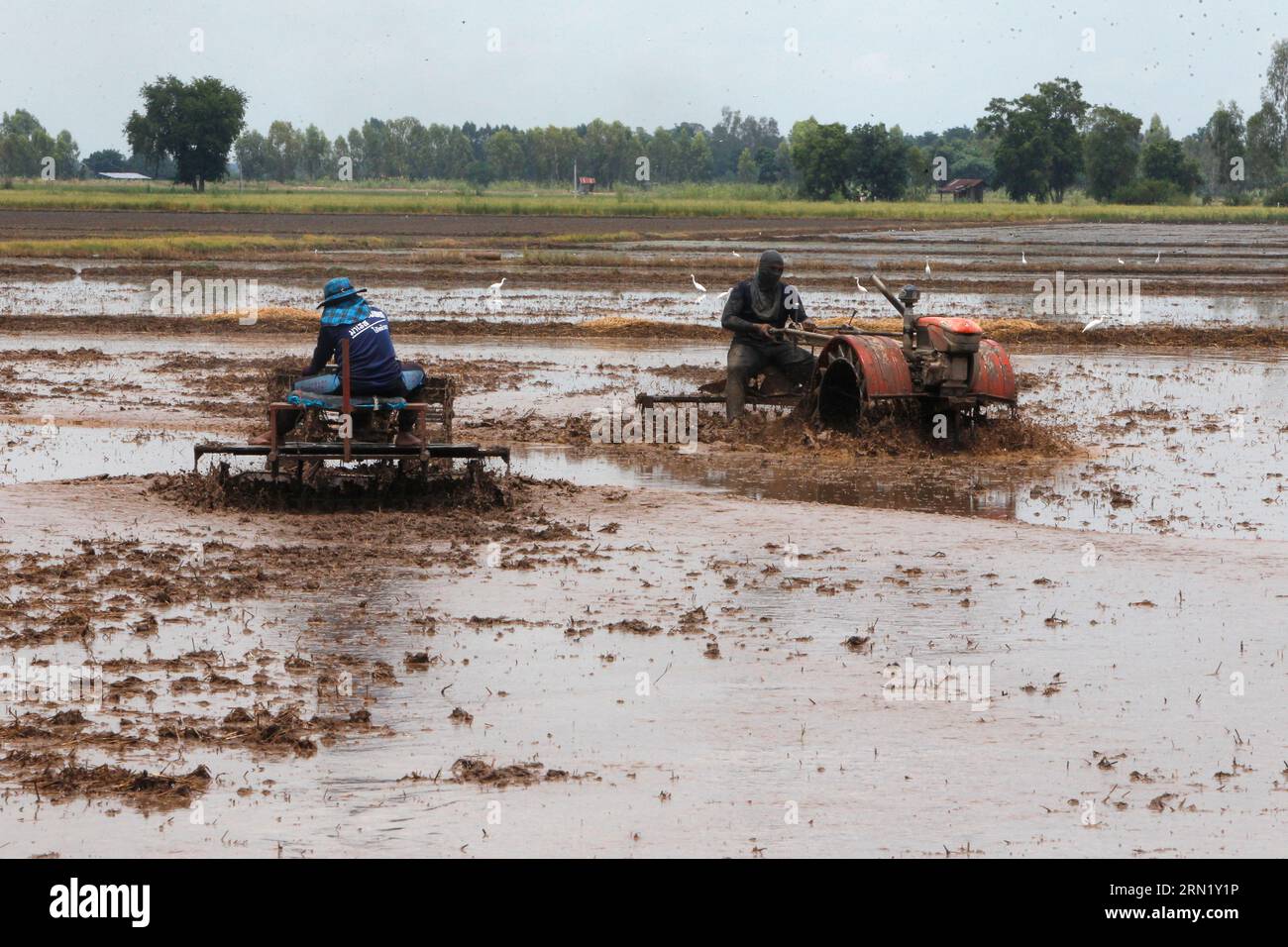 Nakhon Sawan, Thailand. 31st Aug, 2023. Farmers clear their rice field ...