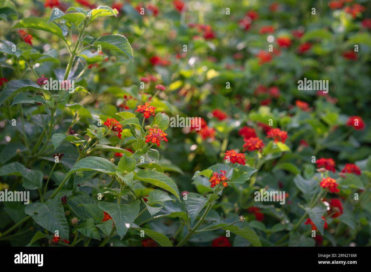 Masses of red blooms on a Lantana camara plant, common lantana, growing ...
