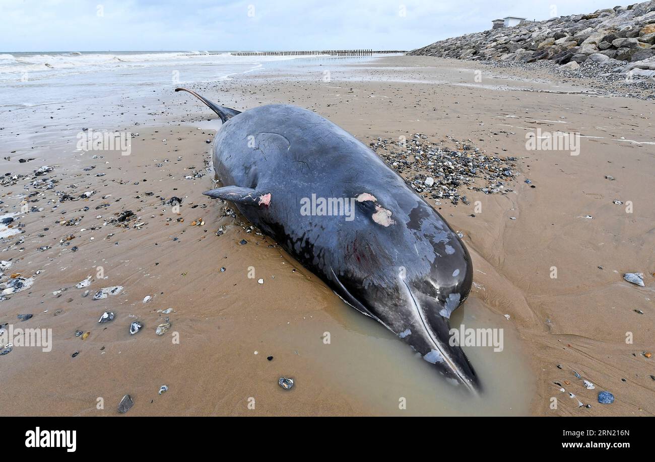 Northern bottlenose whale hyperoodon ampullatus hi-res stock ...
