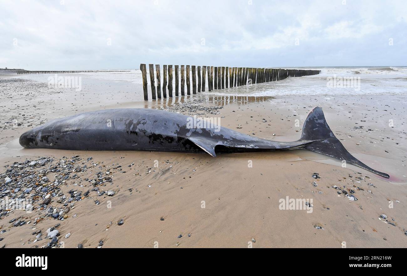 Northern bottlenose whale hyperoodon ampullatus hi-res stock ...