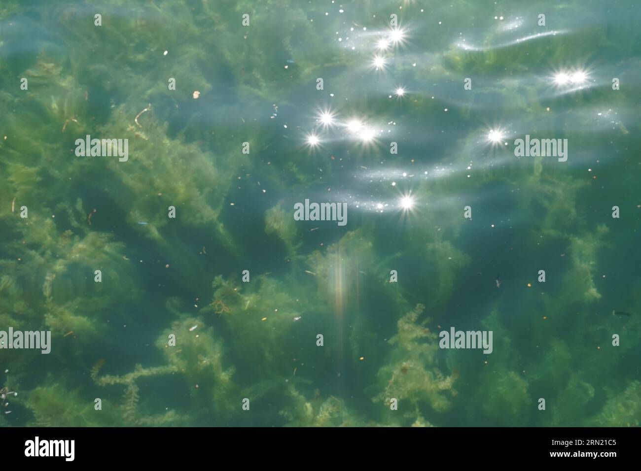 Water plants in a river densely growing from the river bottom Stock ...