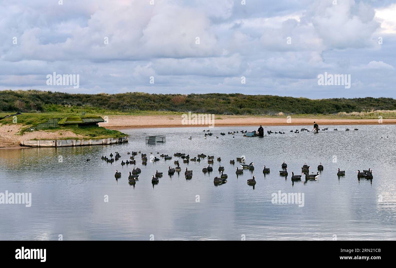 Duck hunting in Grand Fort Philippe (northern France): waterfowl ...