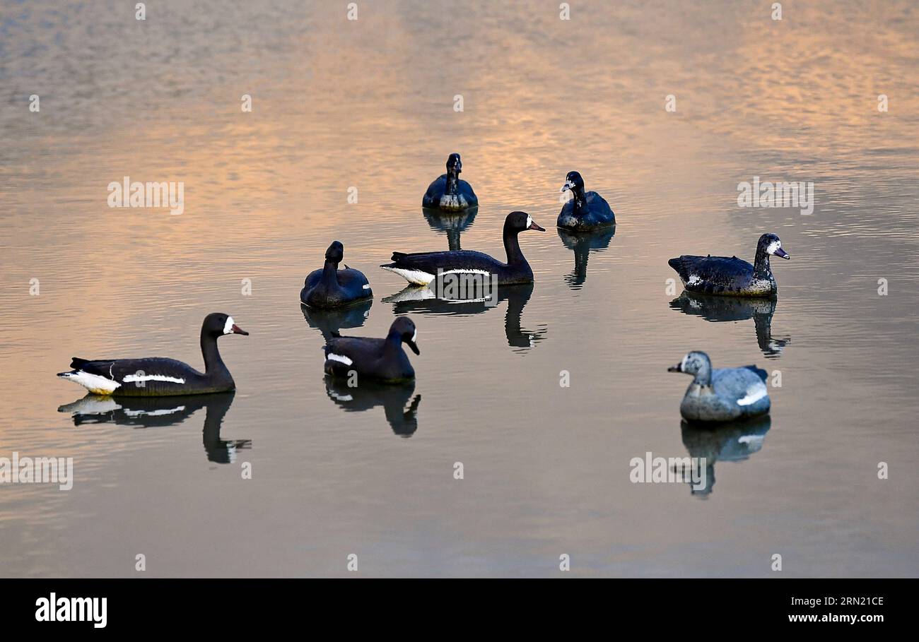 Duck hunting in Grand Fort Philippe (northern France): waterfowl ...