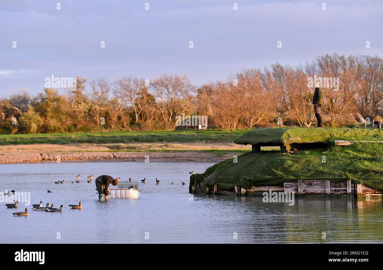 Duck hunting in Grand Fort Philippe (northern France): waterfowl ...